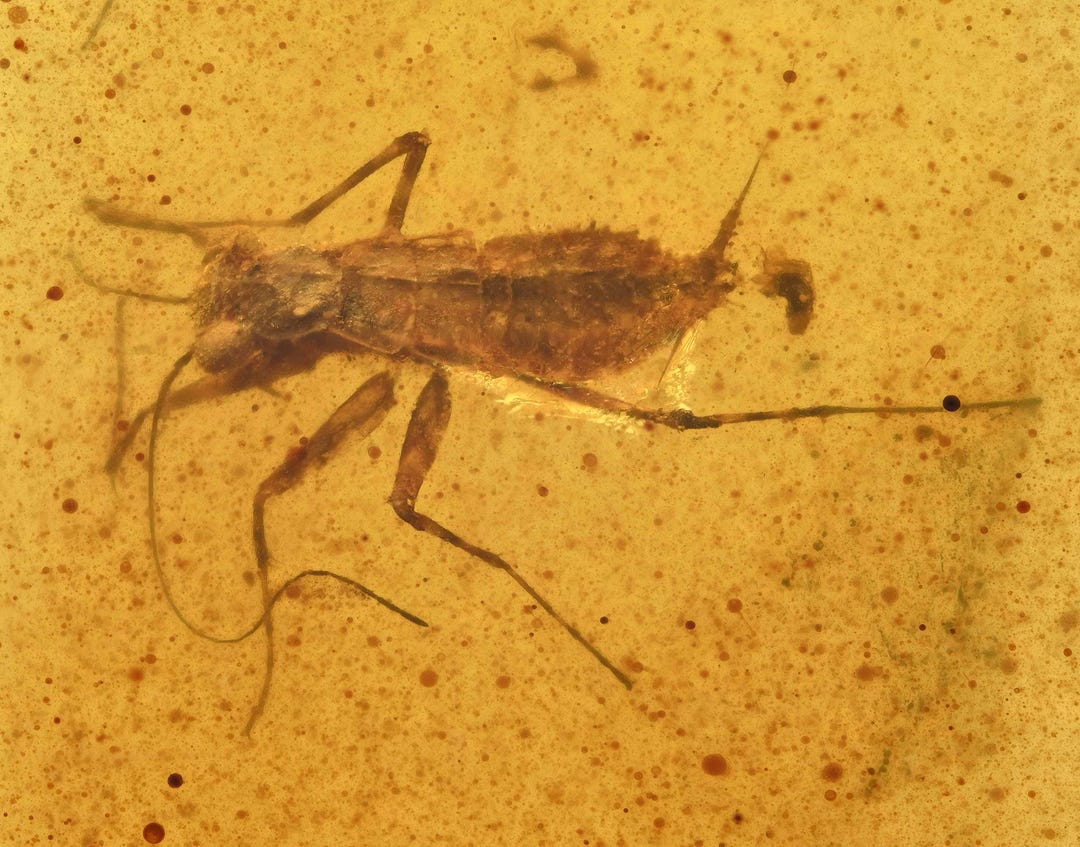 Rare Juvenile Mantodea praying Mantis, Fossil Inclusion in Burmese ...