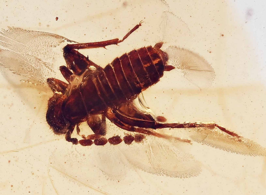 RARE Zoraptera angel Insect Fossil Inclusion in Burmese - Etsy