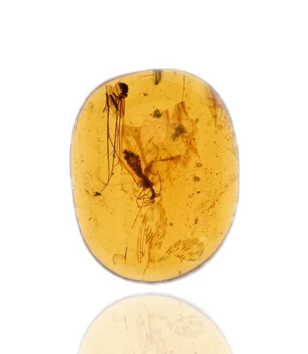 Detailed Berothidae (lacewing), Fossil Insect Inclusion in Burmese ...