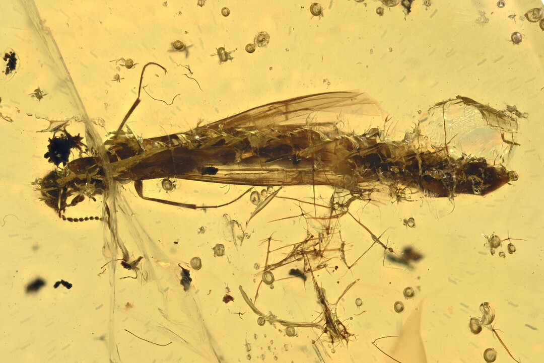 Rare Lymexylidae (ship Timber Beetle), Fossil Insect Inclusions in ...