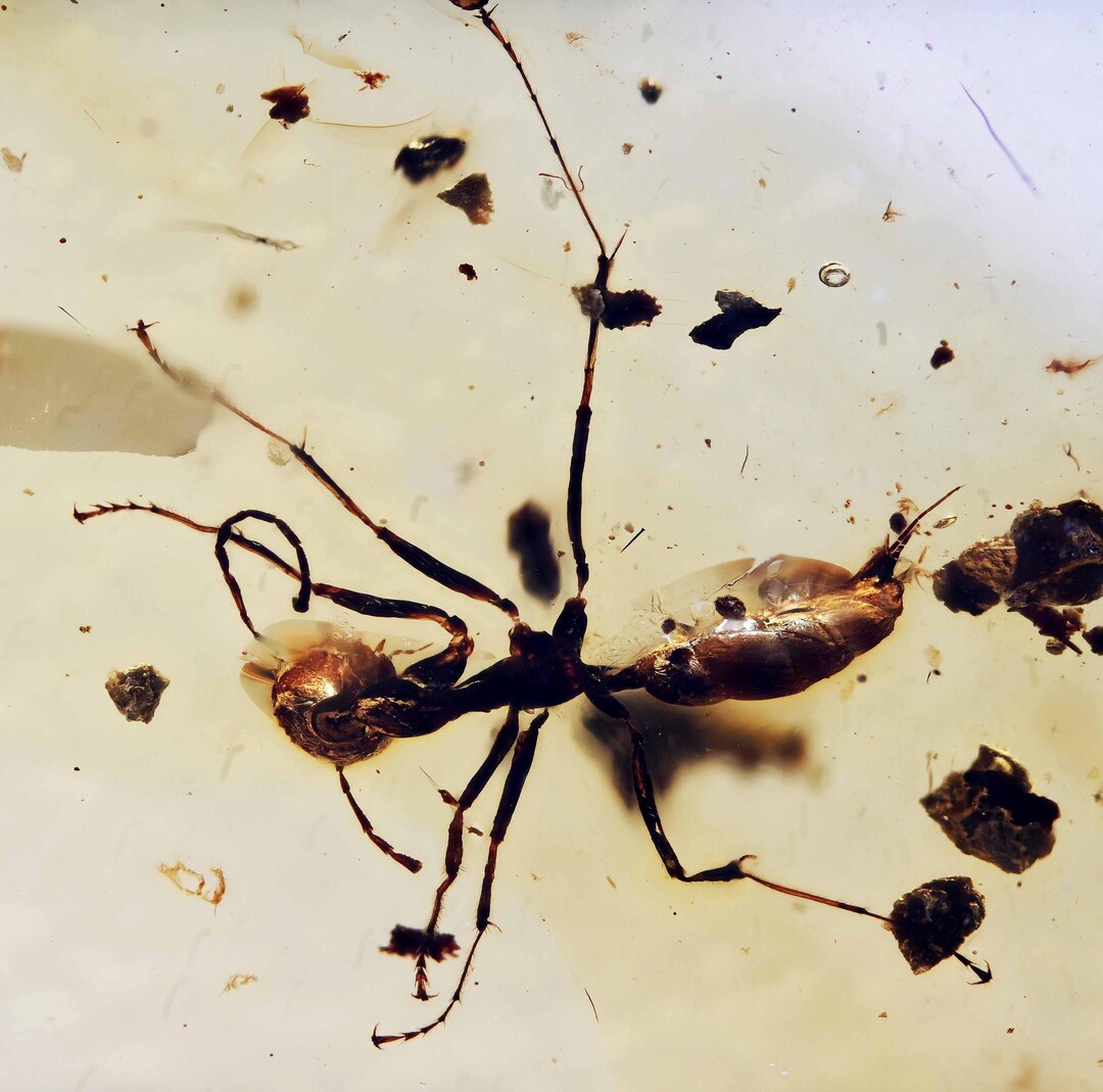 Extinct Large Ant With Stinger, Fossil Inclusion in Burmese Amber - Etsy