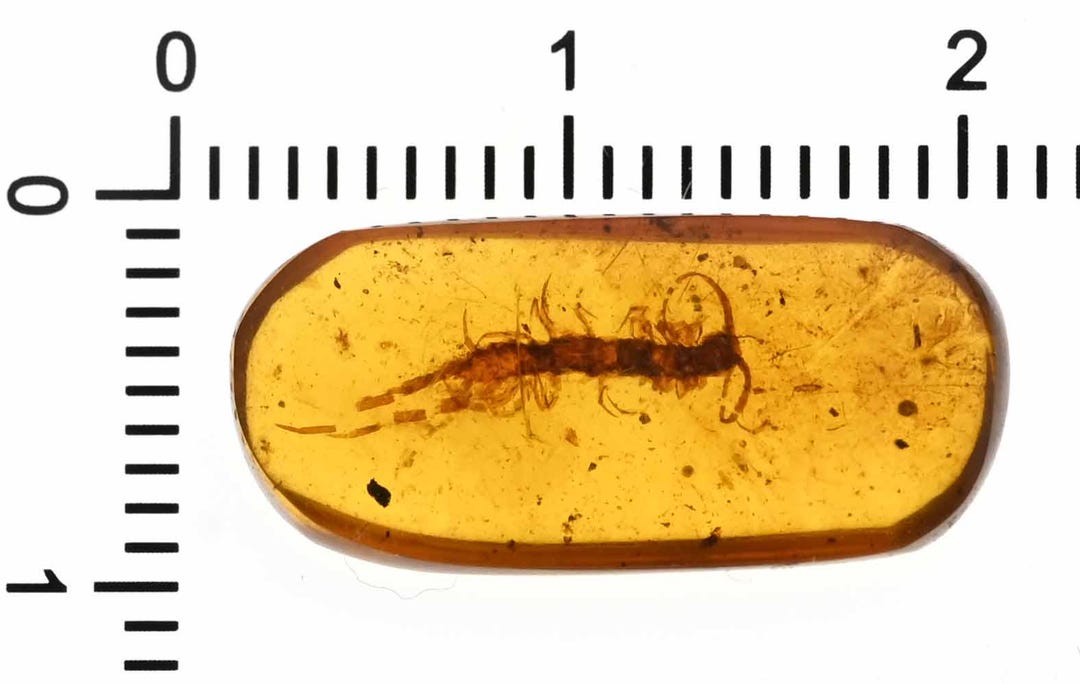 Rare Large Myriapoda (centipede), Fossil Inclusion in Burmese Amber - Etsy
