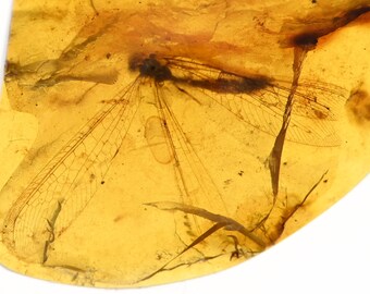 RARE Zoraptera angel Insect, Fossil Insect Inclusion in Burmese Amber ...