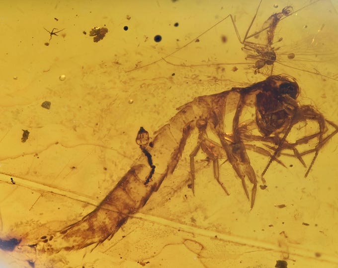Archaeognatha (bristletail), Fossil Insect Inclusion in Burmese Amber ...