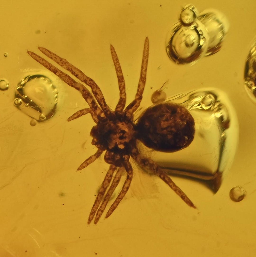 Araneae: Araneida (spider) With Leaf, Fossil Insect Inclusion in ...