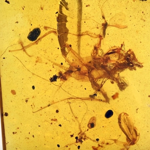 Rare Juvenile Mantodea (praying Mantis), Fossil Inclusion in Burmese ...