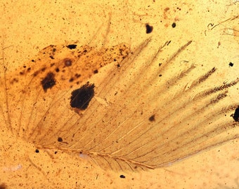 Rare Detailed Aves Bird Feather, Fossil Inclusion in Burmese Amber - Etsy