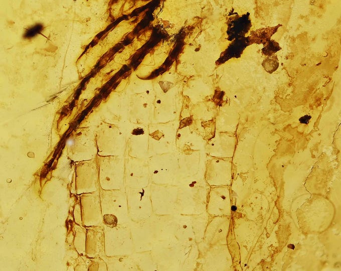 Lizard Foot/claw With Skin, Fossil Inclusion in Burmese Amber - Etsy