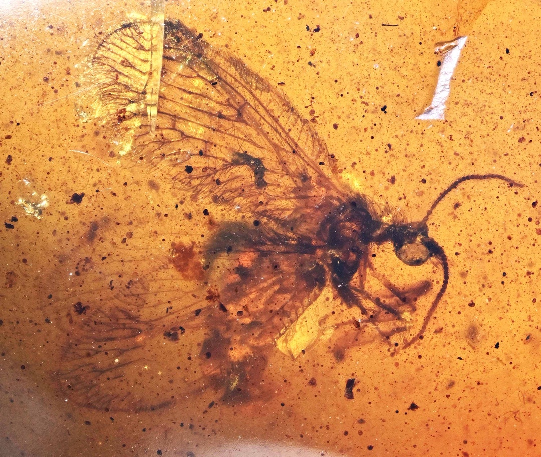 Detailed Mantispidae mantisfly, Fossil Inclusion in Burmese Amber - Etsy