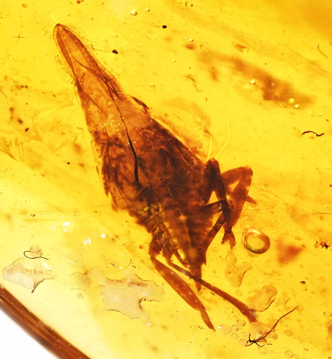 Pyrops Candelaria (planthopper), Fossil Inclusion in Burmese Amber - Etsy