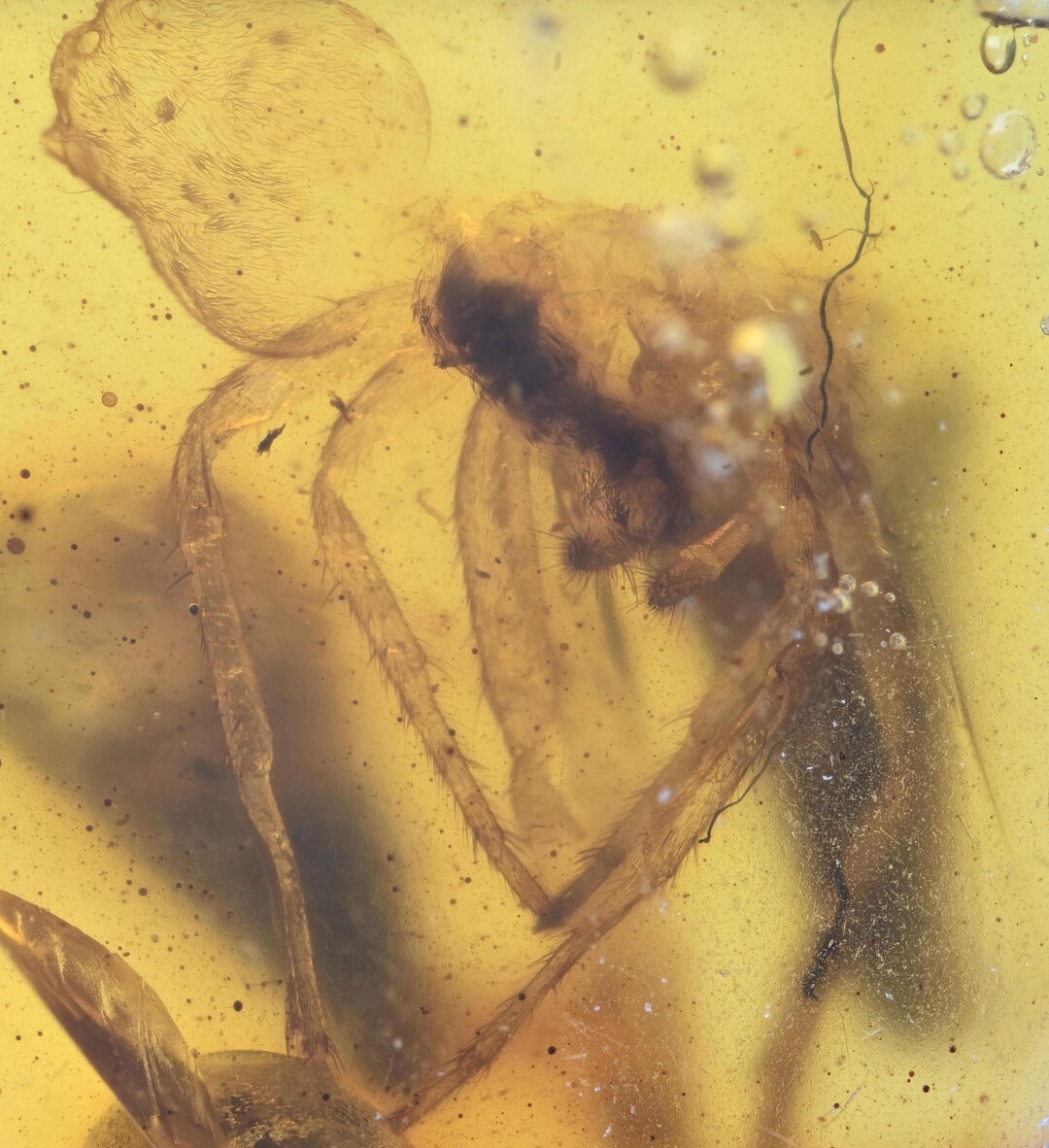 Large Hairy Spider Exuviae, Fossil Insect Inclusion in Burmese Amber - Etsy
