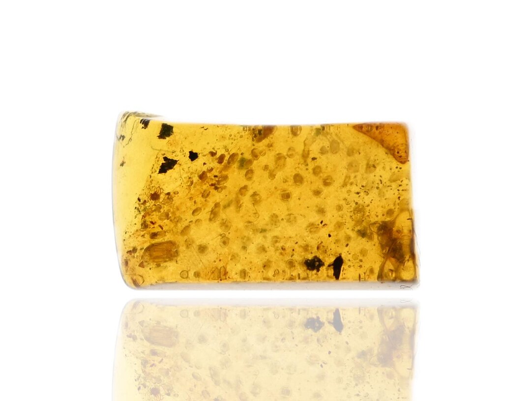 Unusual Inclusion - Raindrops, Fossil Insect Inclusion in Burmese Amber ...