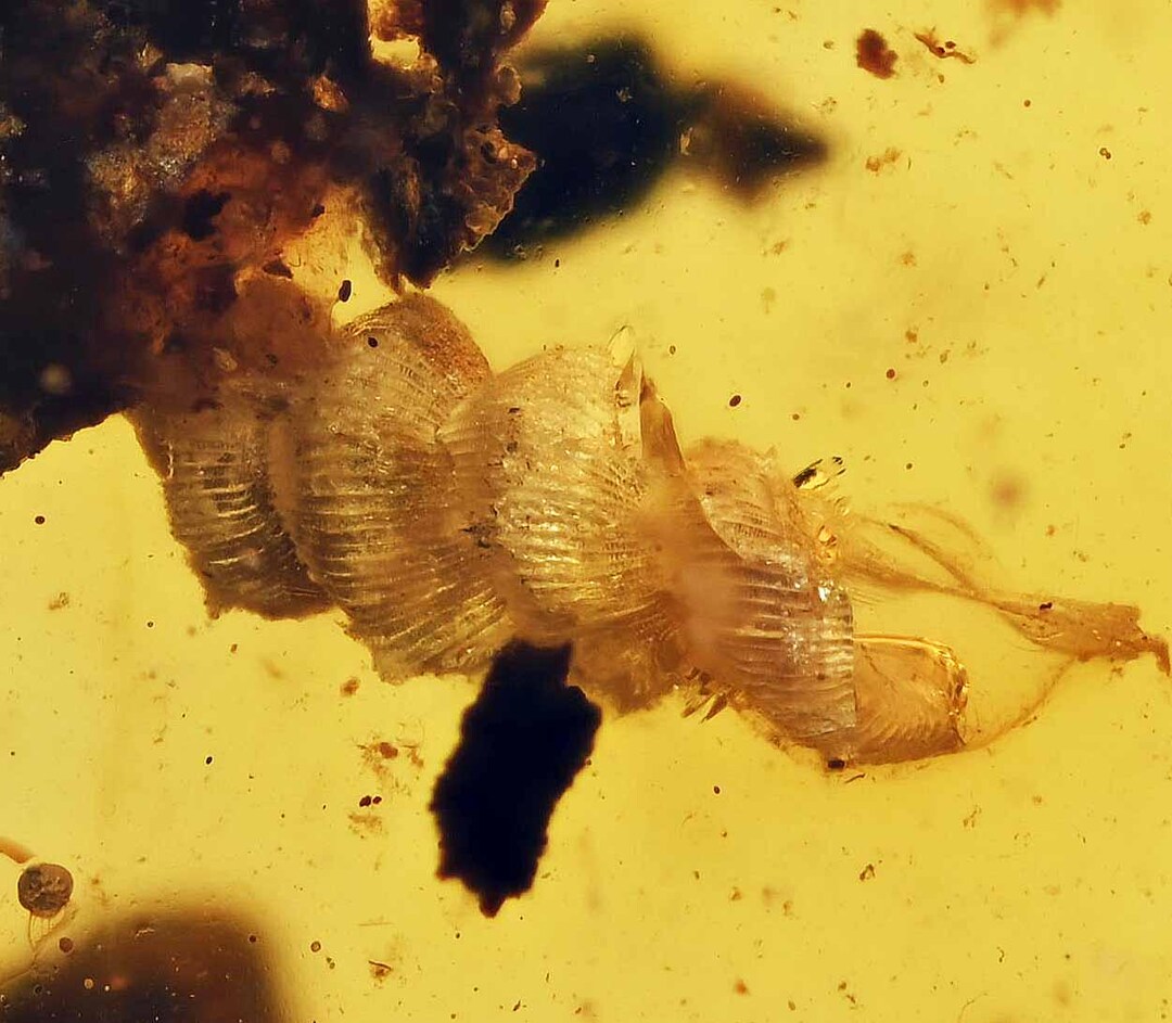 Rare Spiraled Gastropoda (land Snail), Fossil Inclusion in Burmese ...