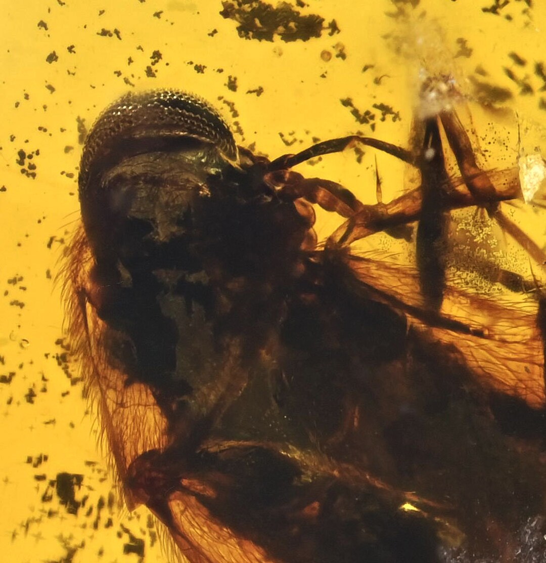 Blattodea cockroach, Fossil Inclusion in Burmese Amber - Etsy