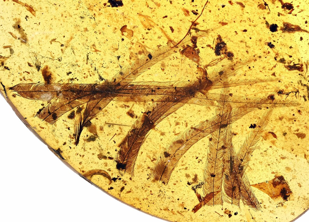 Rare Aves Bird Feather, Fossil Inclusion in Burmese Amber - Etsy