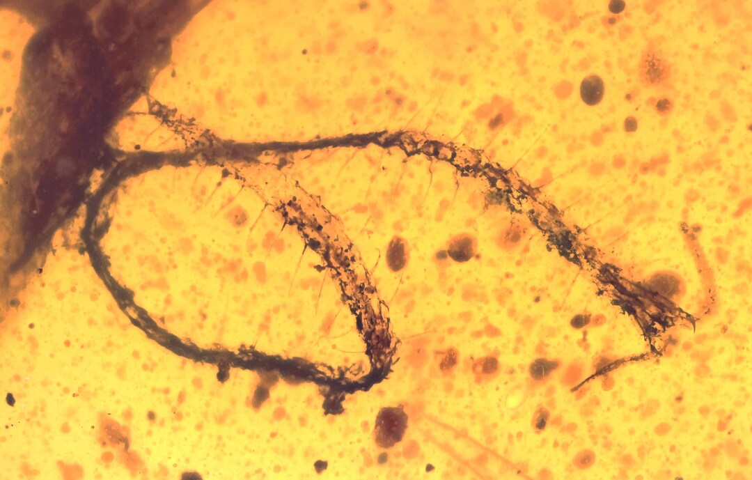 Rare Myriapoda centipede, Fossil Inclusion in Burmese Amber - Etsy