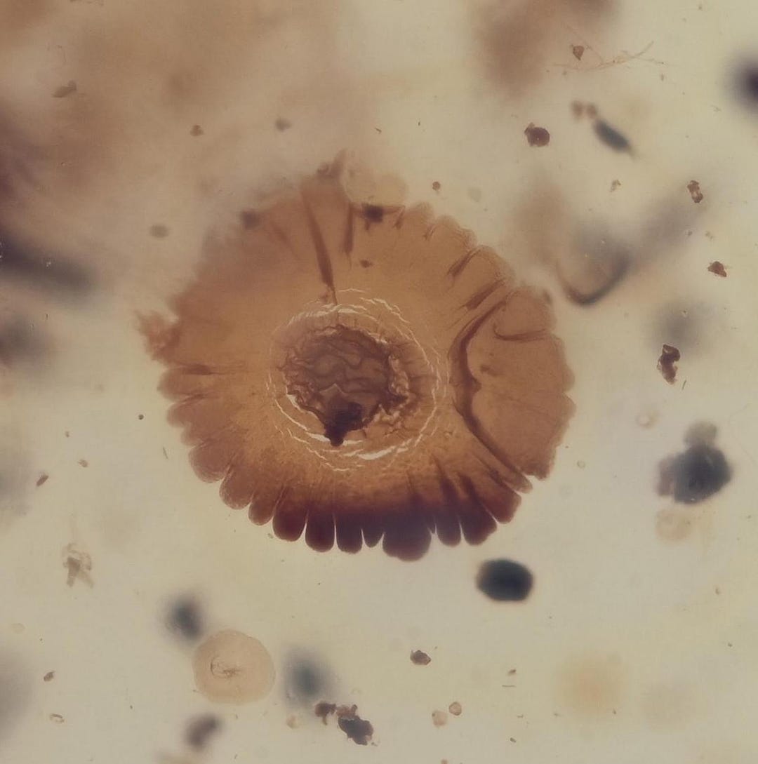 Interesting Radial Fungi, Fossil Insect Inclusion in Burmese Amber - Etsy