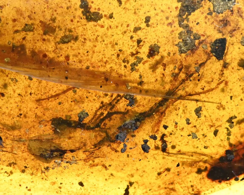 RARE Mostly Complete Lizard With Head, Fossil Inclusion in Burmese ...