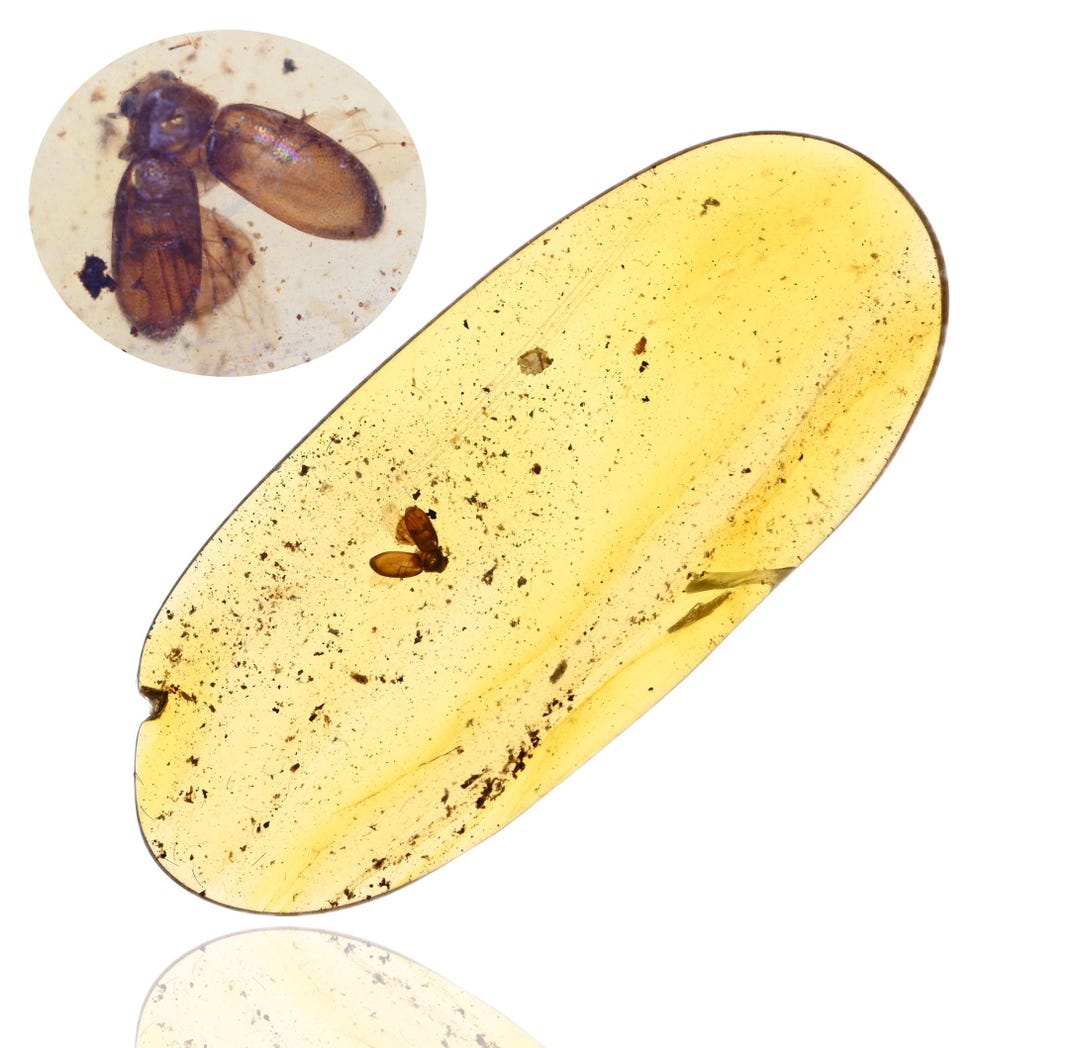 Coleoptera (beetle) With Spread Elytra, Fossil Insect Inclusion in ...