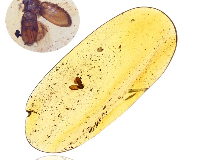 Coleoptera (beetle) With Spread Elytra, Fossil Insect Inclusion in ...