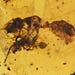 RARE Zoraptera angel Insect, Fossil Insect Inclusion in Burmese Amber ...