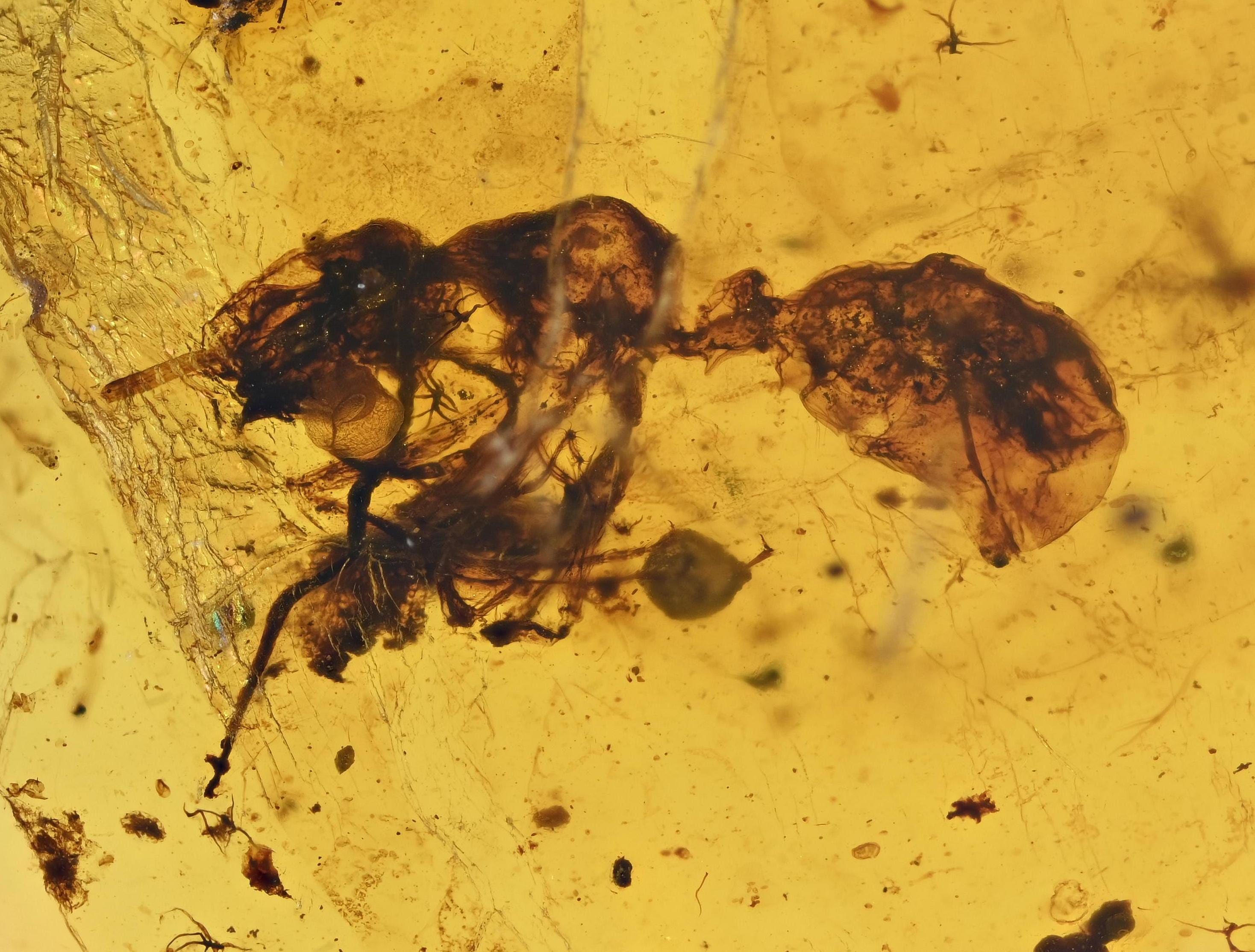 RARE Zoraptera angel Insect, Fossil Insect Inclusion in Burmese Amber ...