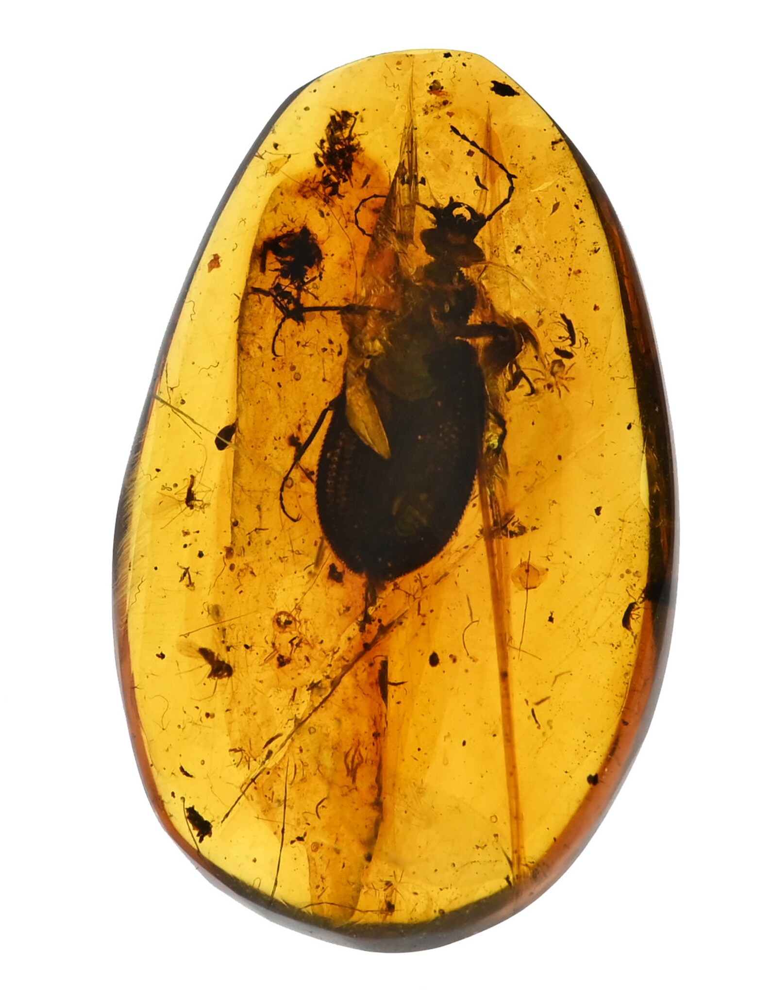Detailed Rare Ommatidae beetle, Fossil Inclusion in Burmese Amber - Etsy