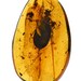 Detailed Rare Ommatidae beetle, Fossil Inclusion in Burmese Amber - Etsy