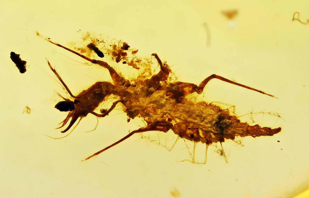 Rare Neuroptera (lacewing) Larva, Fossil Inclusion in Burmese Amber - Etsy
