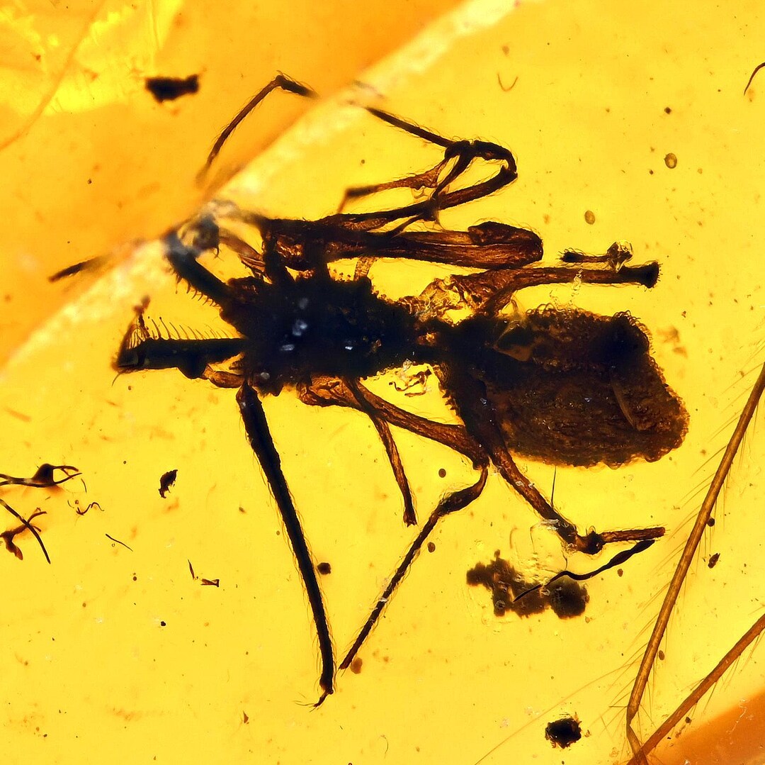 Rare Archaeidae assassin Spider, Fossil Inclusion in Burmese Amber - Etsy