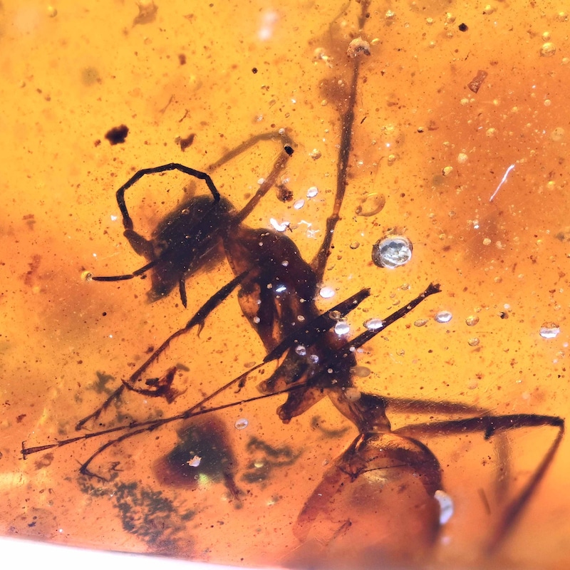 Myanmar Amber Ants - Etsy