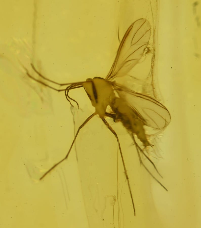 GENUINE Fossil Insect Inclusion in Baltic Amber - Choose Your Quantity ...