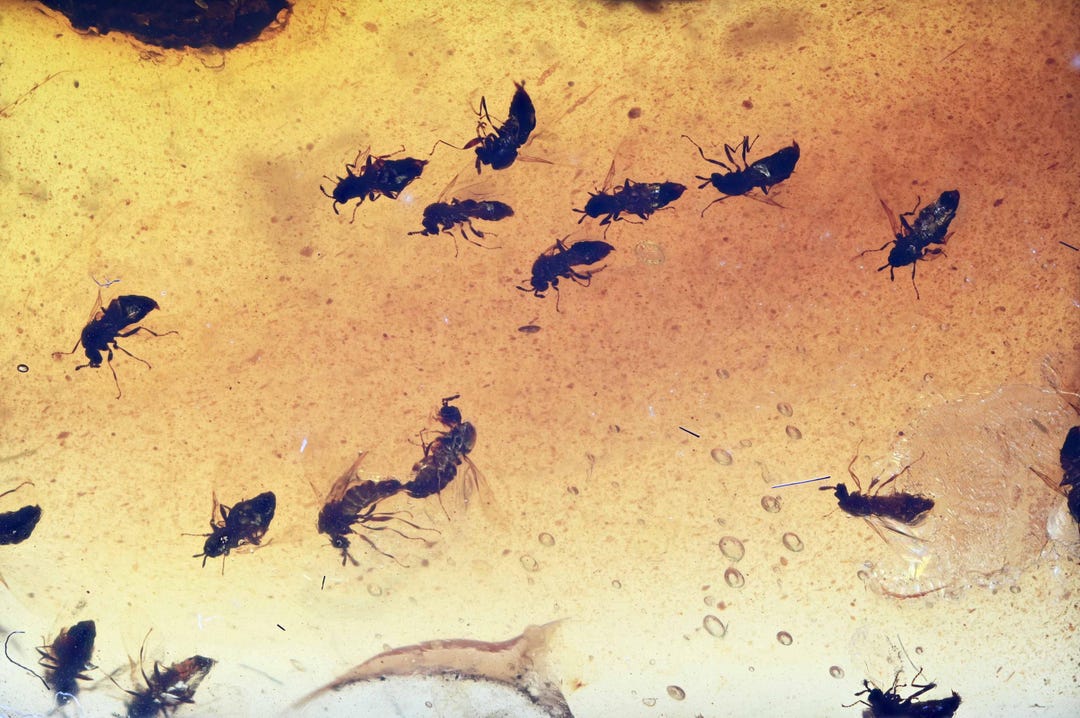 Large Swarm of Flies With Mating Pair, Fossil Inclusion in Burmese ...