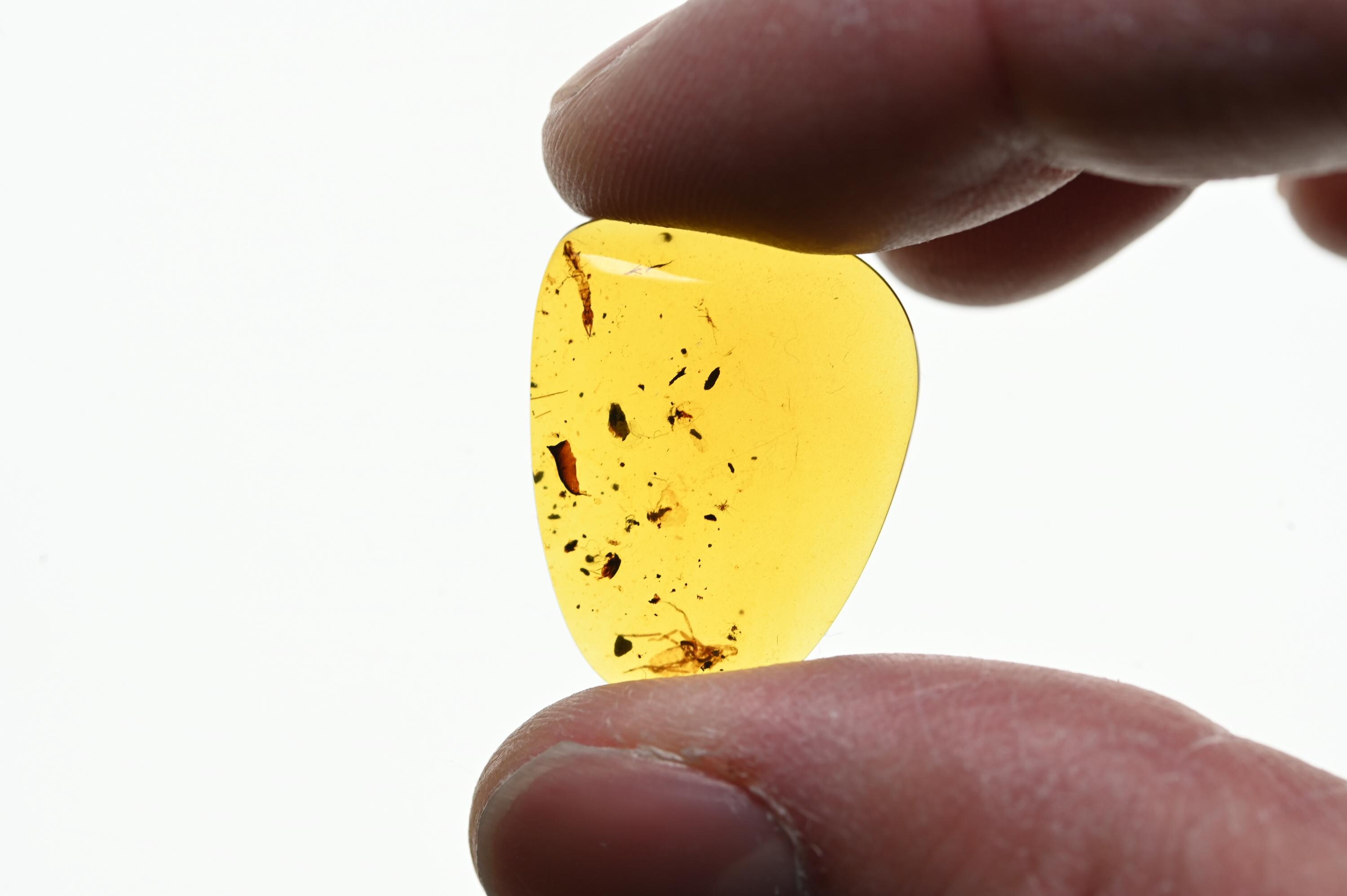Rare Neuroptera (lacewing) Larva, Fossil Inclusion in Burmese Amber - Etsy