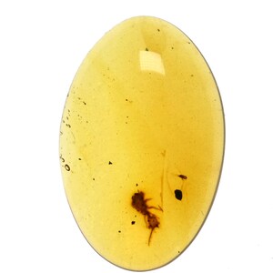 Rare Neuroptera Larva, Fossil Inclusion in Burmese Amber - Etsy