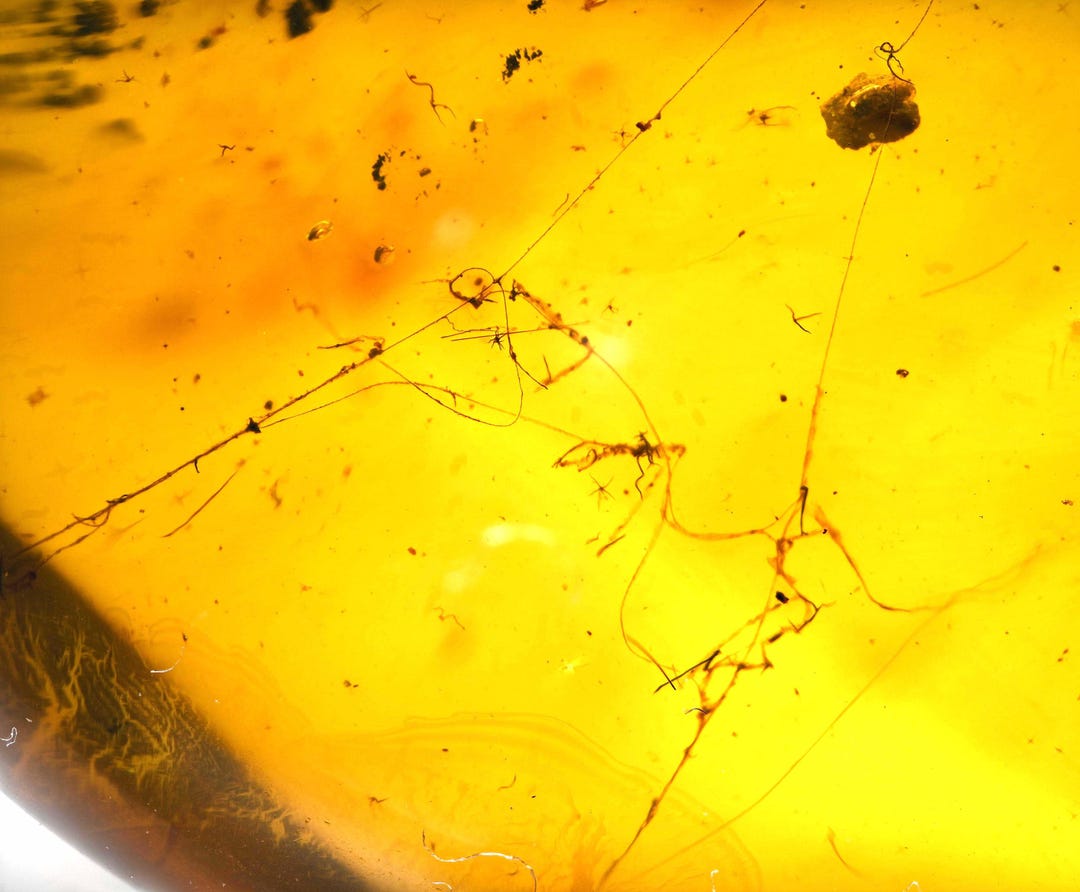 Rare Large Cobweb Spider Webbing, Fossil Inclusion in Burmese Amber - Etsy