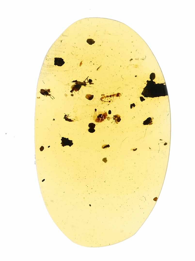 Rare Neuroptera lacewing Larva and More Fossil Inclusion in - Etsy