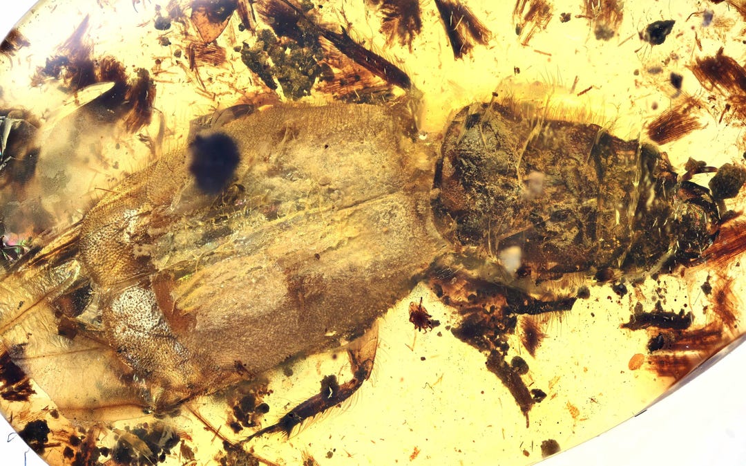 Large Passalopalpidae (scarab Beetle), Fossil Inclusion in Burmese ...