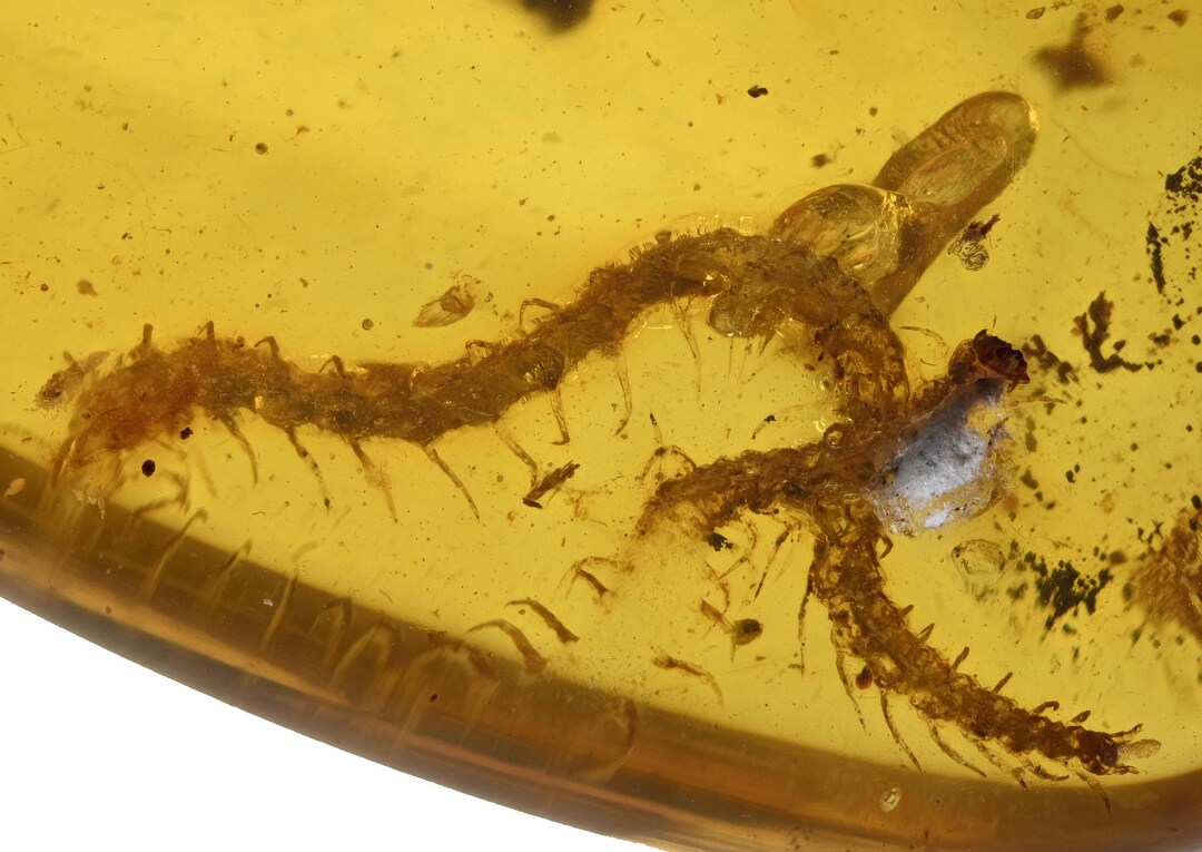 Myriapoda (centipede), Fossil Insect Inclusion in Burmese Amber - Etsy