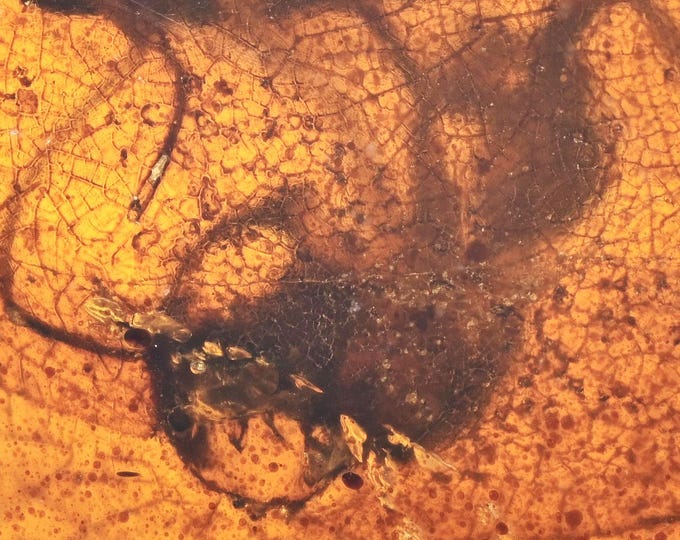 RARE Haidomyrmex (hell Ant), Fossil Inclusion in Burmese Amber - Etsy