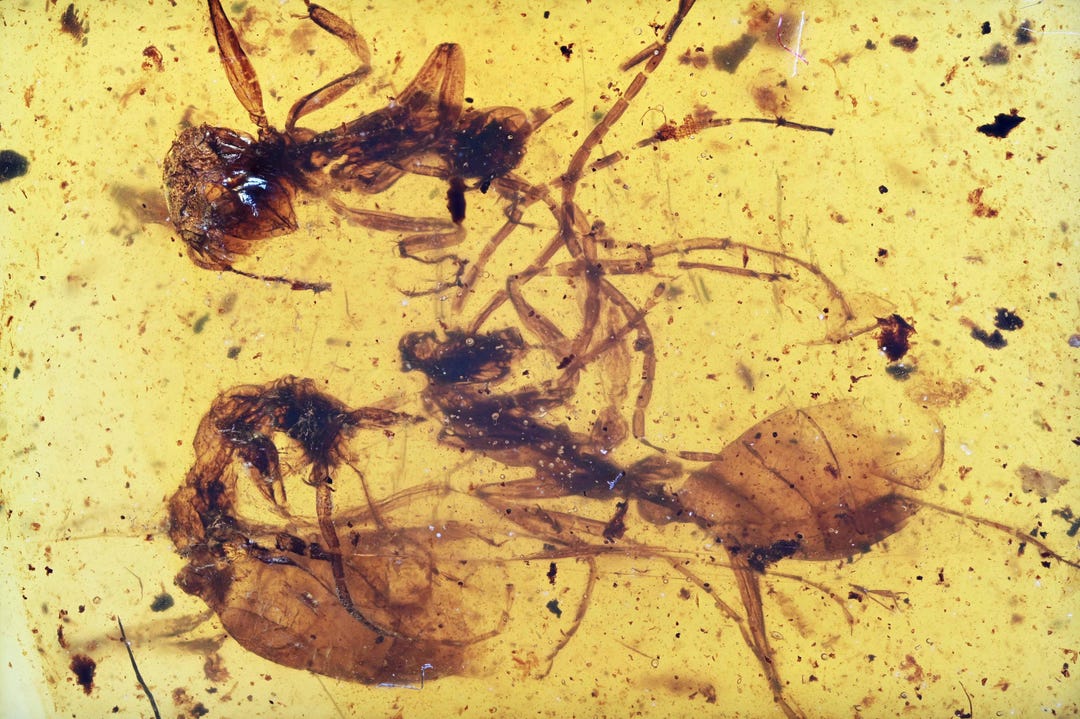 Three Extinct Sphecomyrma Ants, Fossil Inclusion in Burmese Amber - Etsy