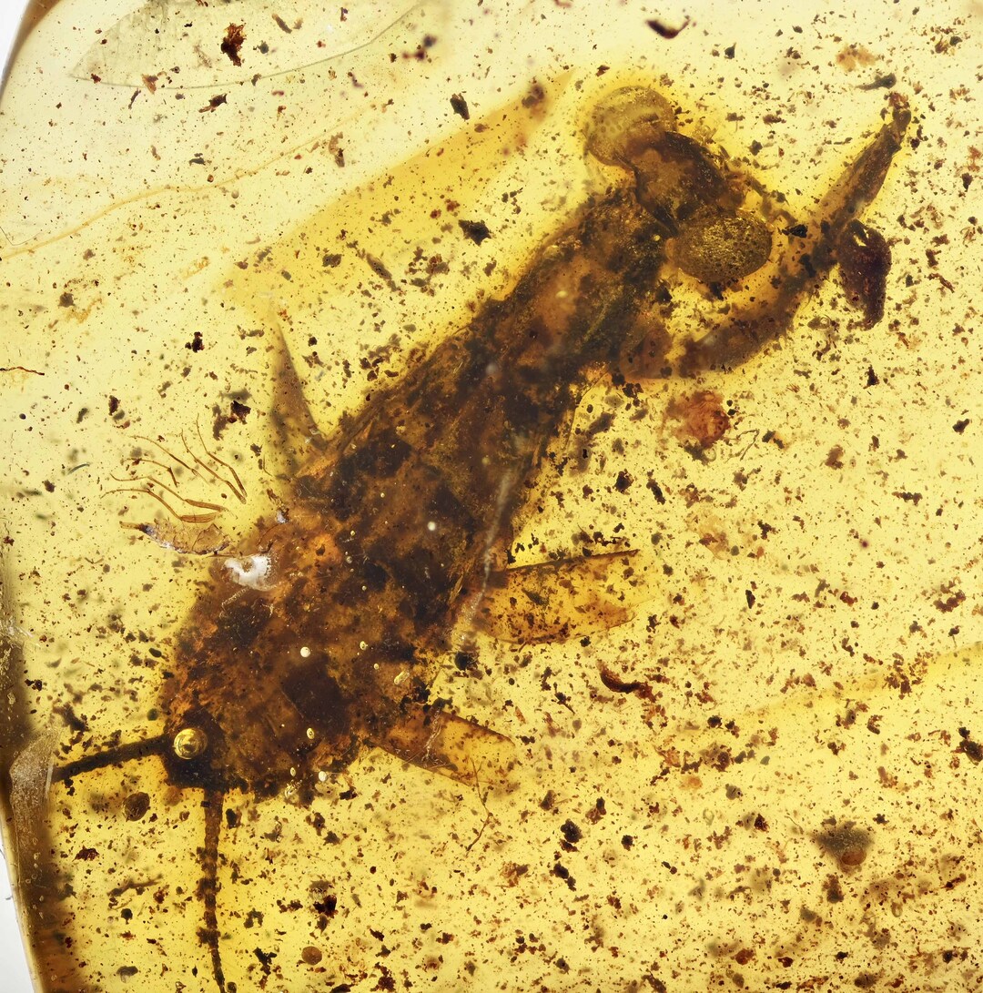 Rare Mantodea praying Mantis Fossil Inclusion in Burmese - Etsy