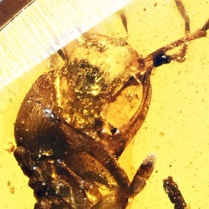 RARE Haidomyrmex (hell Ant) Fossil Inclusion in Burmese Amber - Etsy