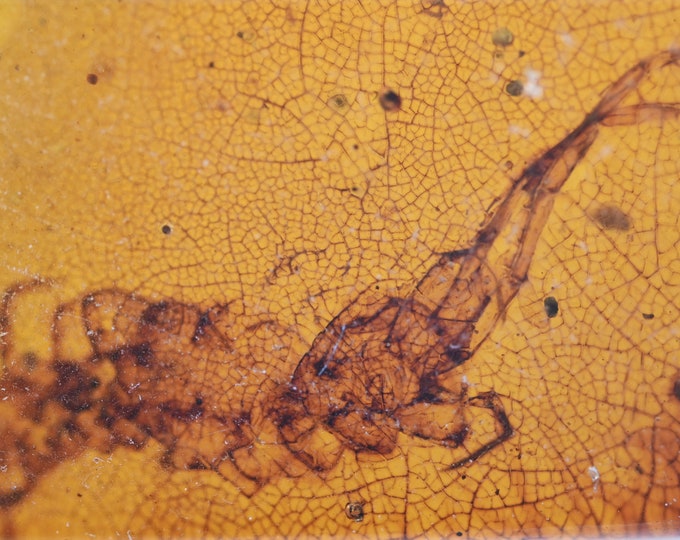 Rare Myriapoda (centipede), Fossil Insect Inclusion in Burmese Amber - Etsy