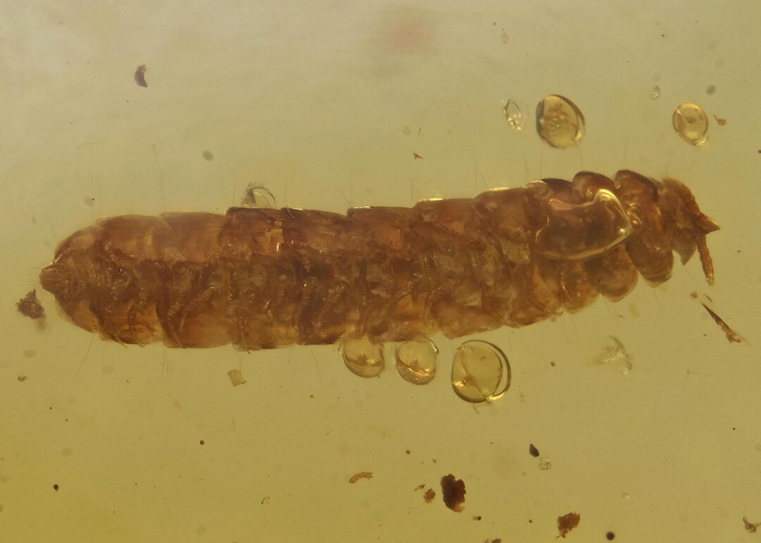 Coleoptera Beetle Larva, Fossil Insect Inclusion in Burmese Amber - Etsy