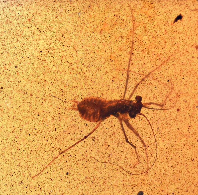 Rare Juvenile Mantodea (praying Mantis), Fossil Inclusion in Burmese ...