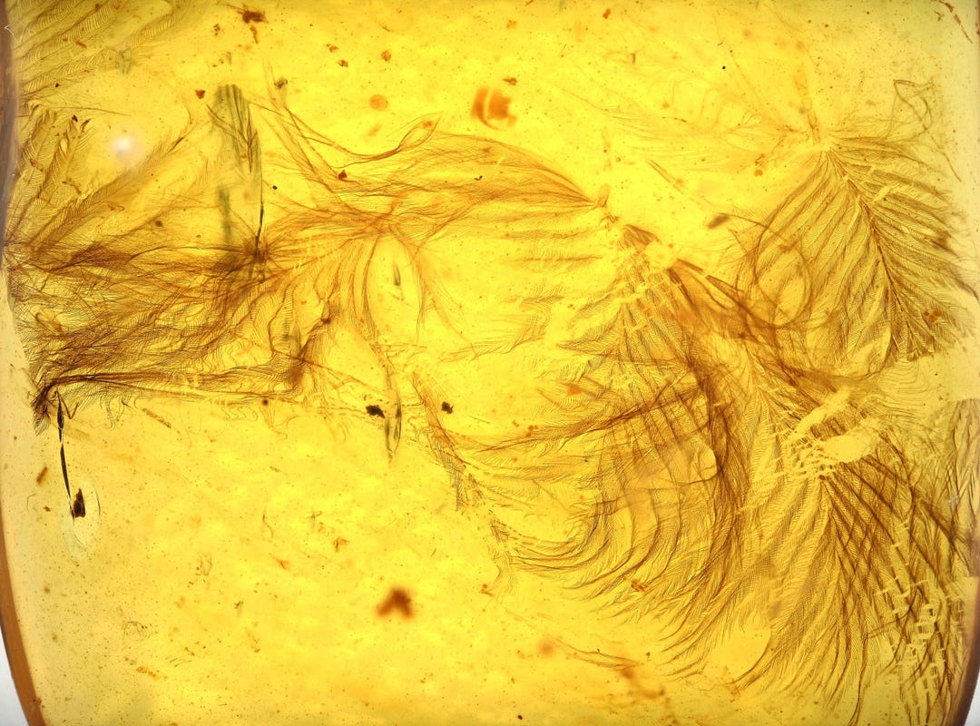 Rare Aves Bird Feather, Fossil Inclusion in Burmese Amber - Etsy