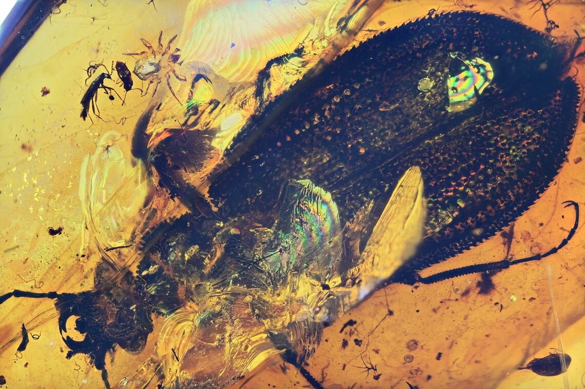 Detailed Rare Ommatidae beetle, Fossil Inclusion in Burmese Amber - Etsy