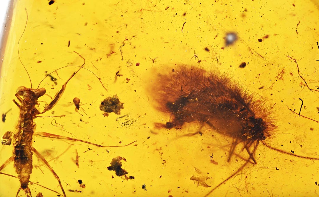 Praying Mantis With Berothidae and Mite, Fossil Inclusion in Burmese ...