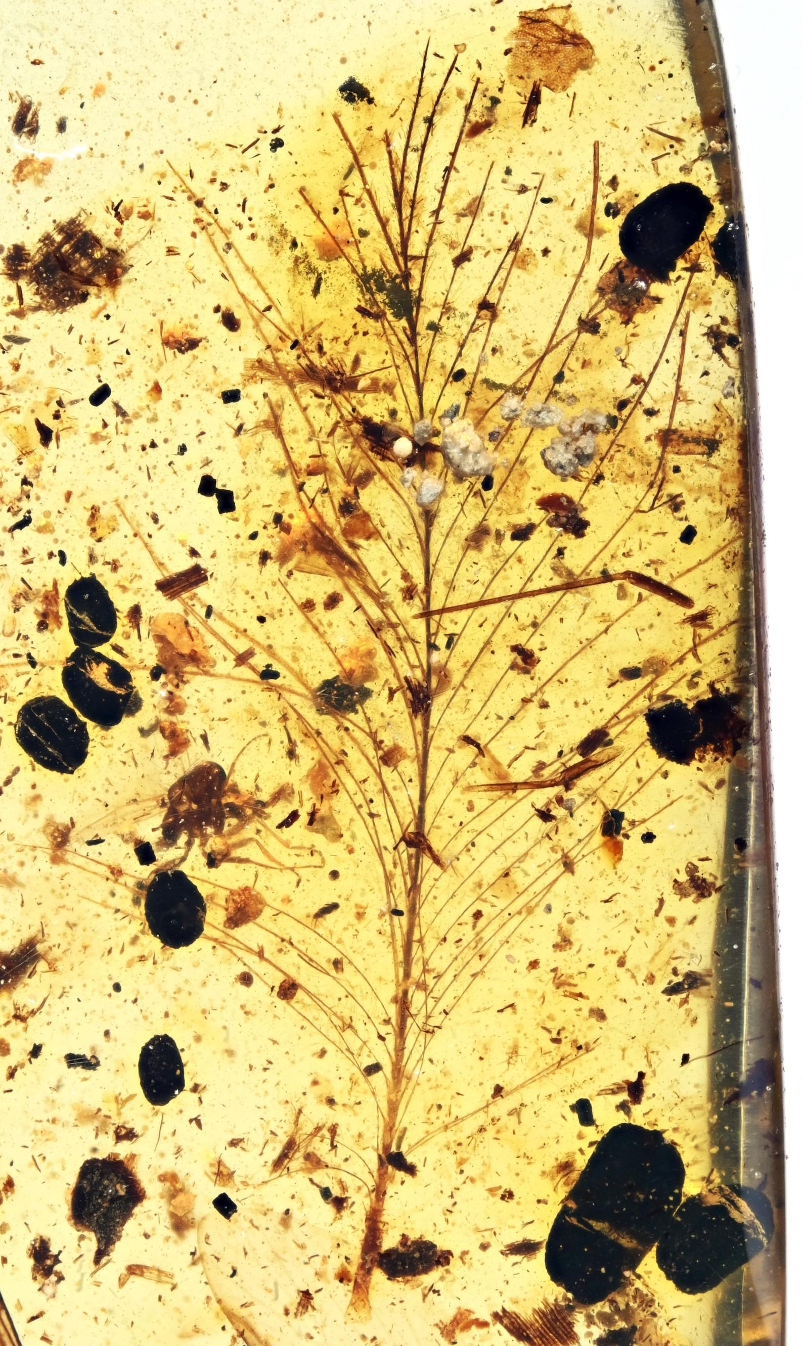 Rare Bird Feathers, Aves, Fossil Inclusion in Burmese Amber - Etsy